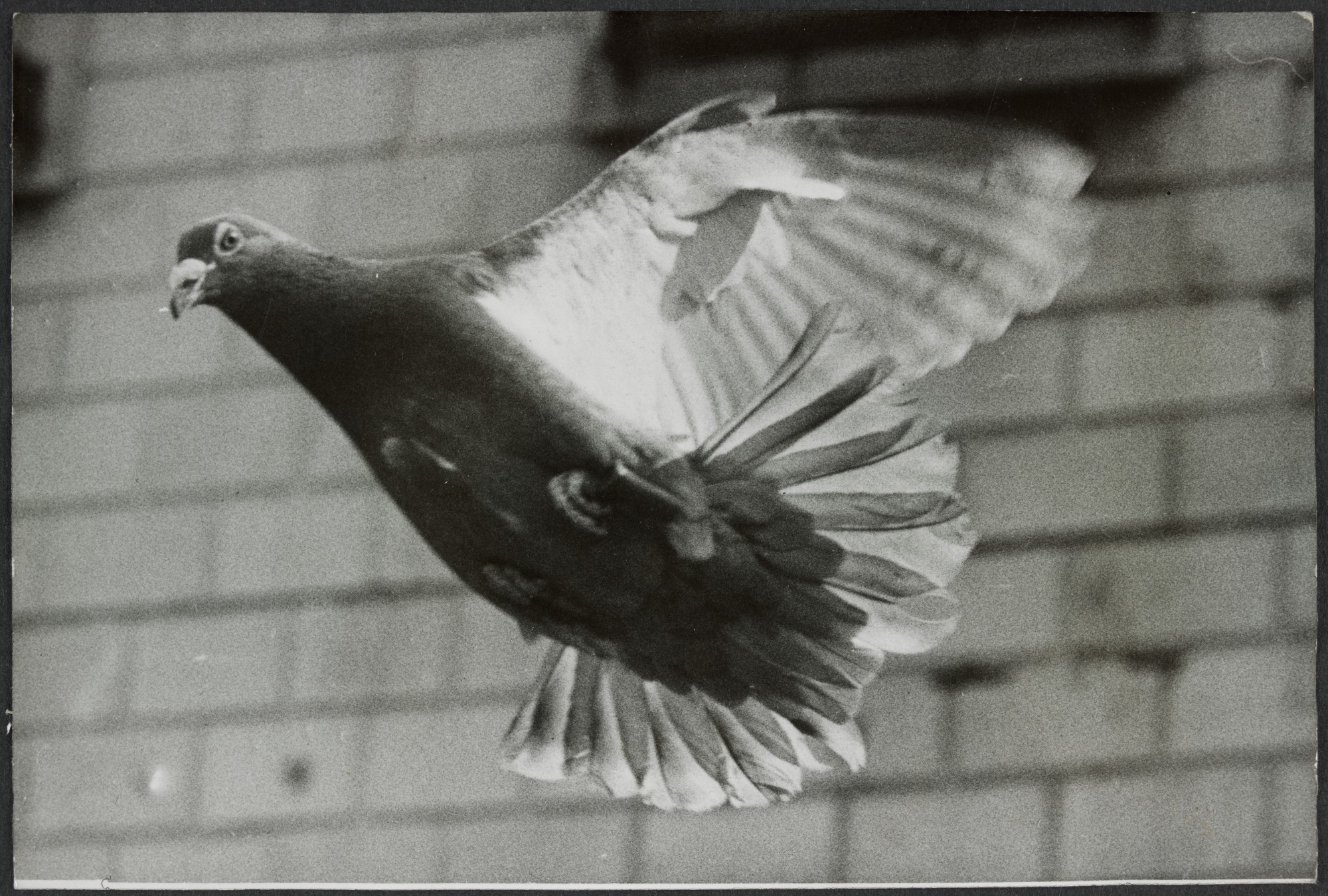 Some Nice WW2 Pigeon Pictures Cipher Mysteries Some Nice WW2 Pigeon Pictures Cipher Mysteries